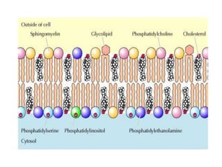 Lipid pada membran sel | PPTX