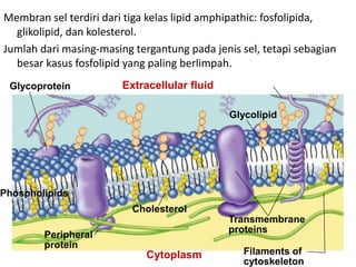 Lipid pada membran sel | PPTX
