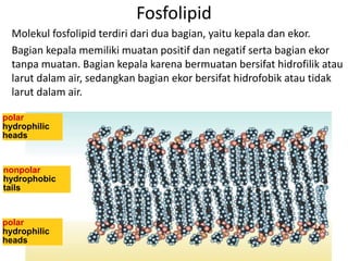 Lipid pada membran sel | PPTX