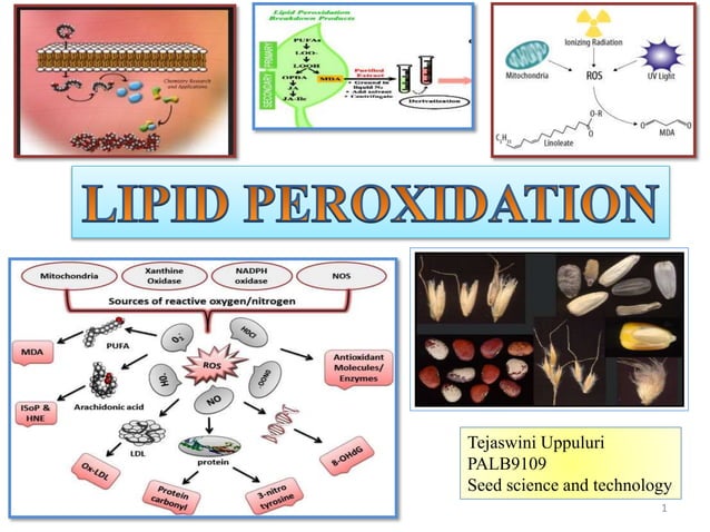 Lipid peroxidation | PPTX | Chemistry | Science