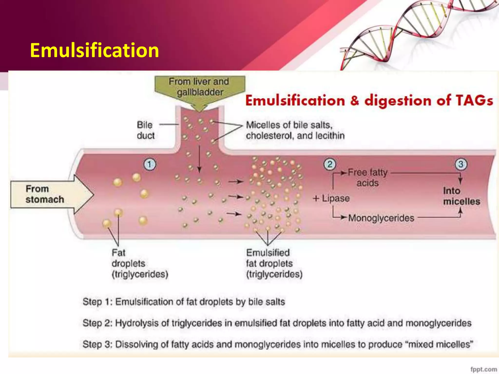 Lipid digestion and absorption | PPTX