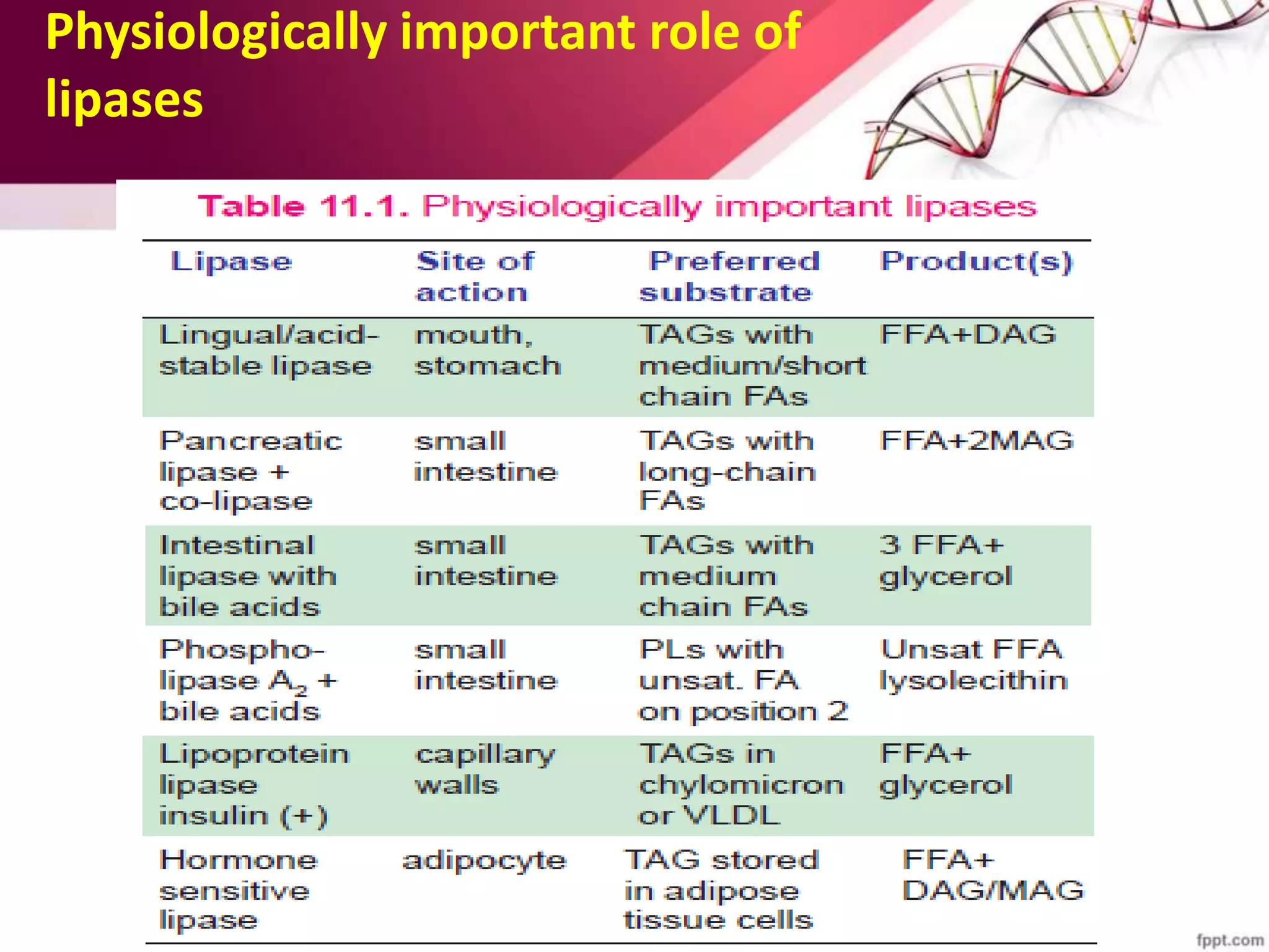 Lipid digestion and absorption | PPTX