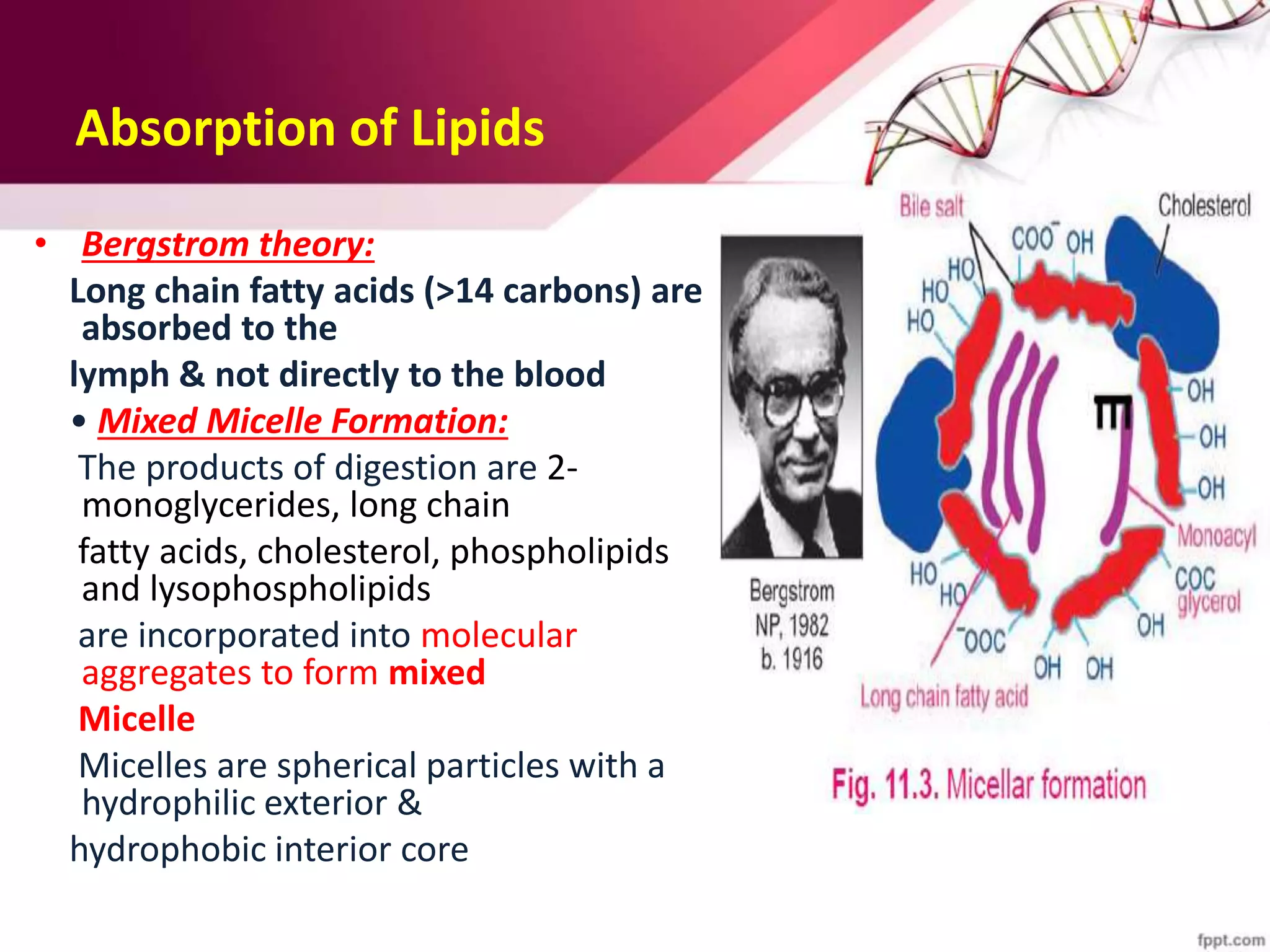Lipid digestion and absorption | PPTX