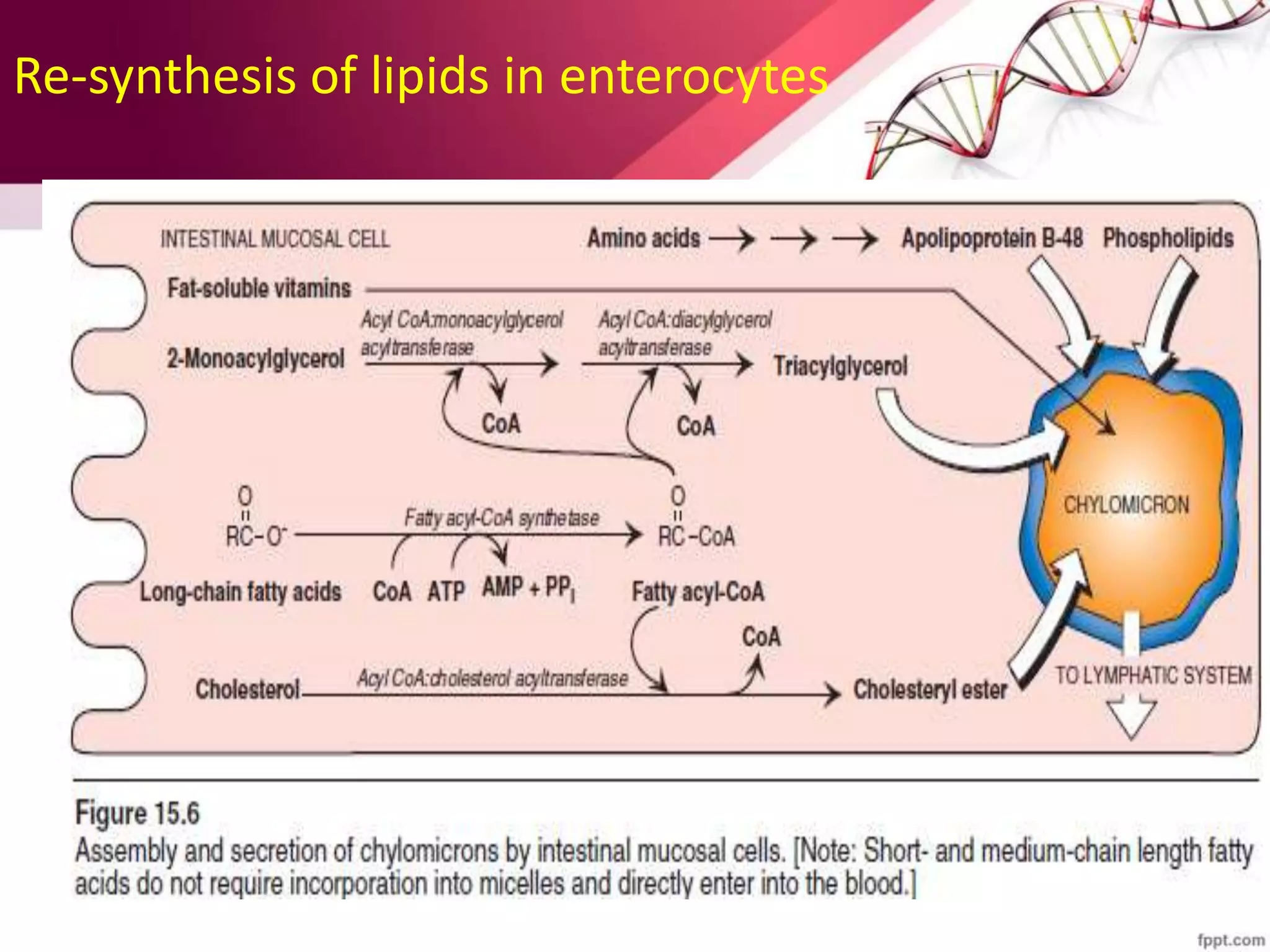 Lipid digestion and absorption | PPTX