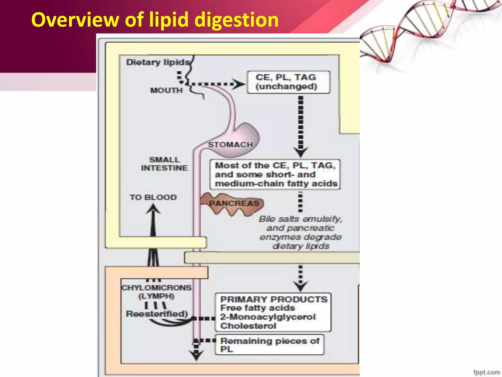 Lipid digestion and absorption | PPTX