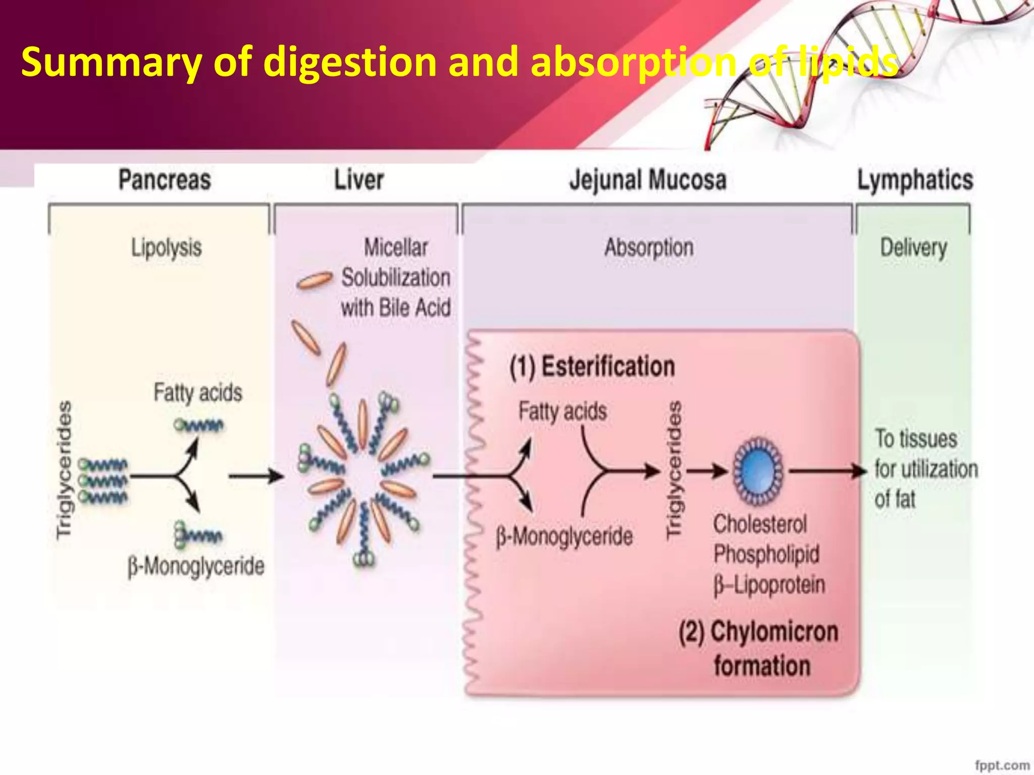 Lipid digestion and absorption | PPTX