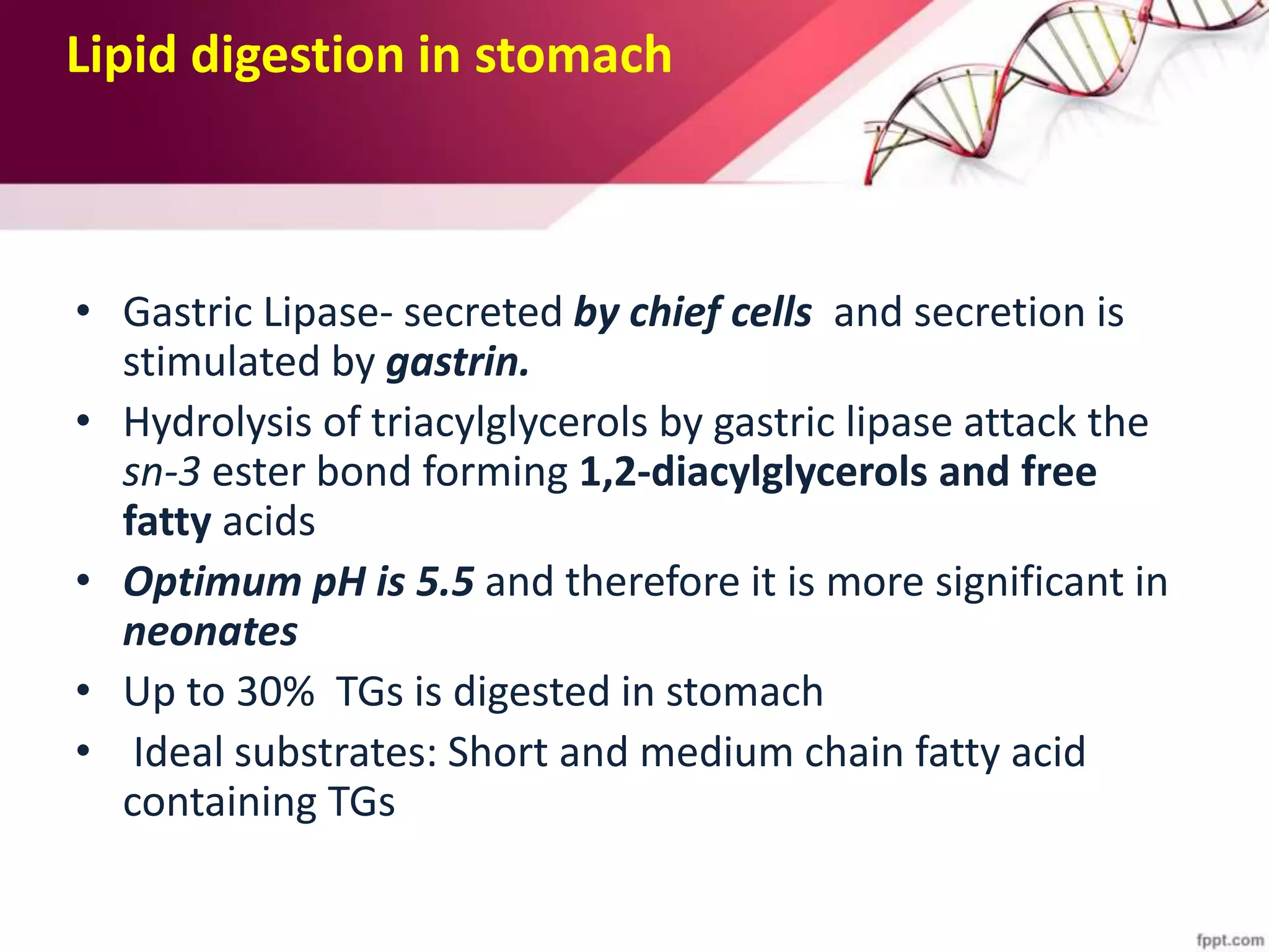 Lipid digestion and absorption | PPTX