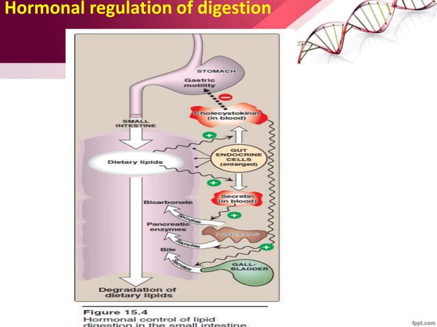 Lipid digestion and absorption | PPTX