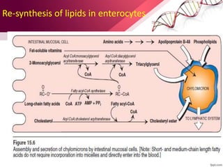 Lipid digestion and absorption | PPTX