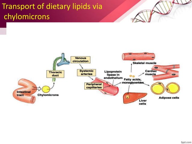 Lipid digestion and absorption | PPTX