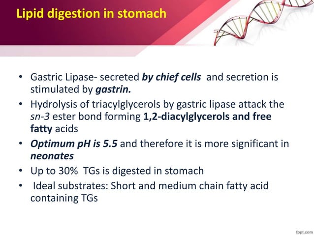 Lipid digestion and absorption | PPTX