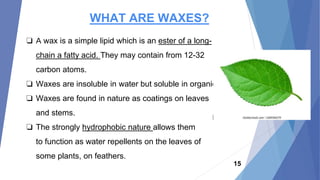 LIPIDS PRESENTATION | PPTX