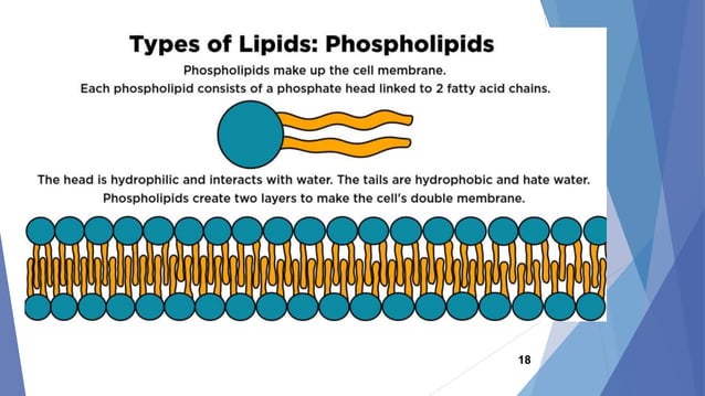 LIPIDS PRESENTATION | PPT