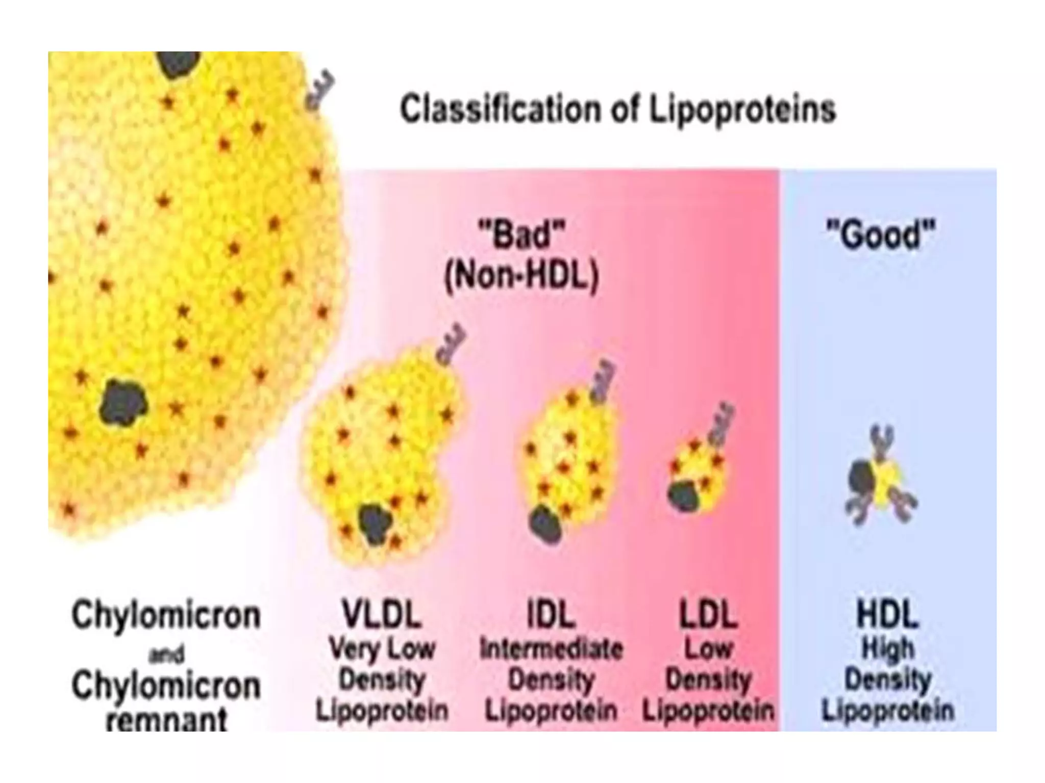 lipidprofile.pptx | Free Download