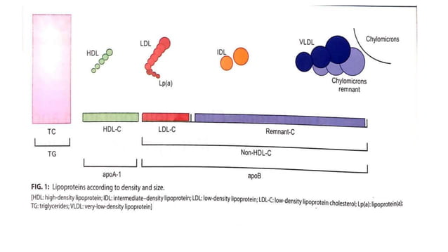 LIPID PROFILE,DISORDERS AND MANAGEMENT PPT.pptx