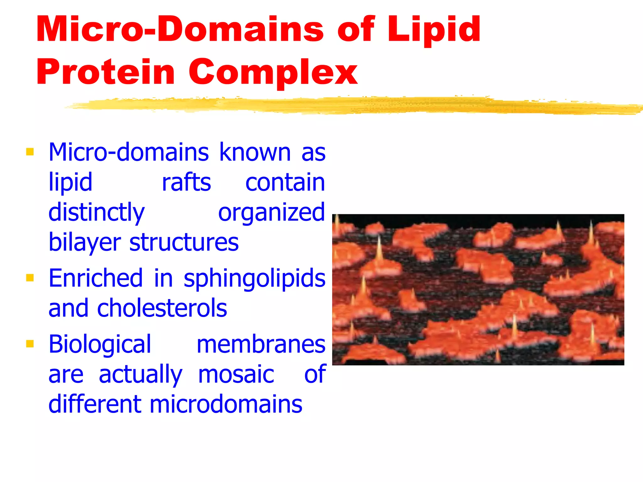 Lipid rafts an overview | PPTX