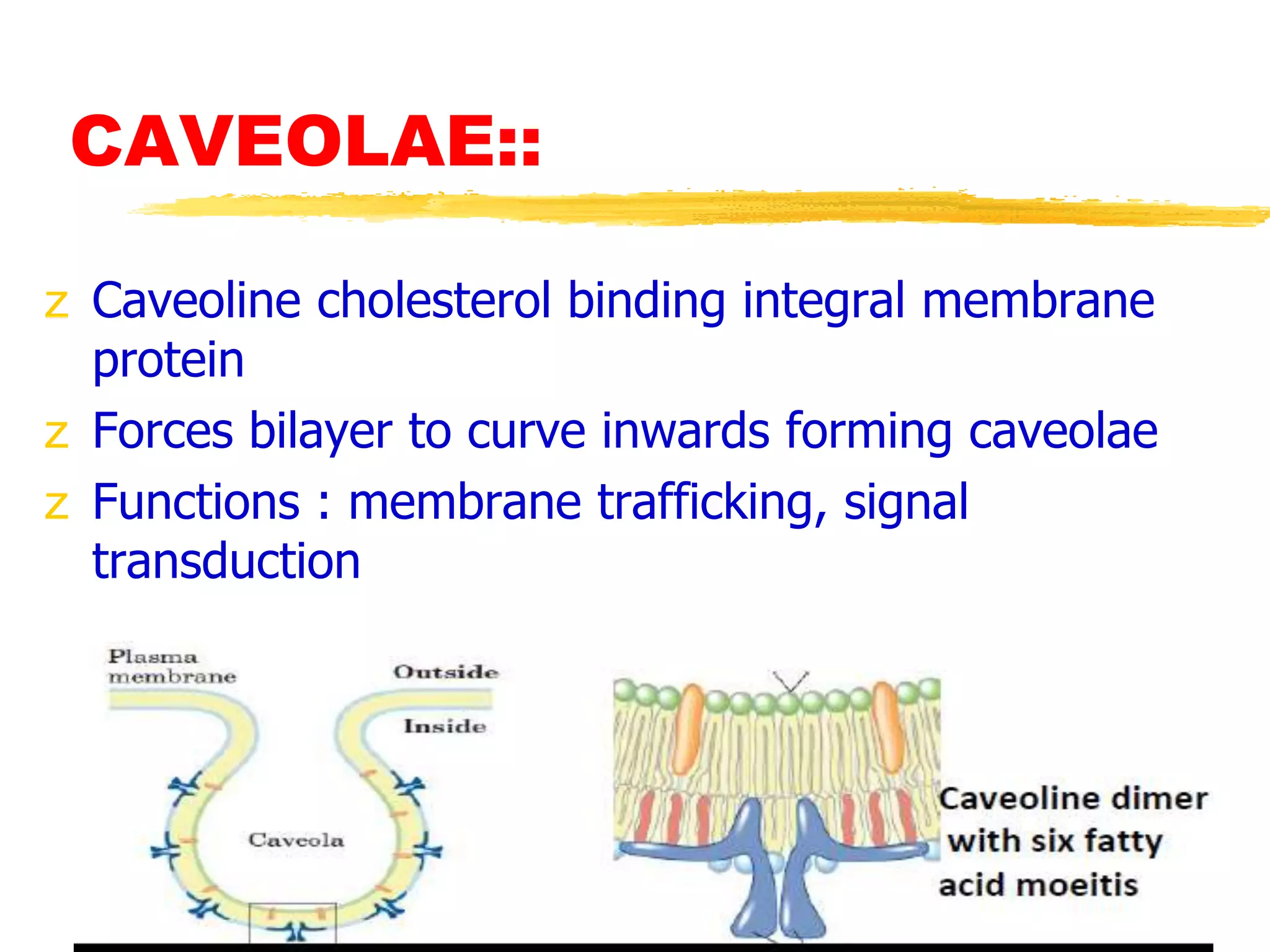 Lipid rafts an overview | PPTX