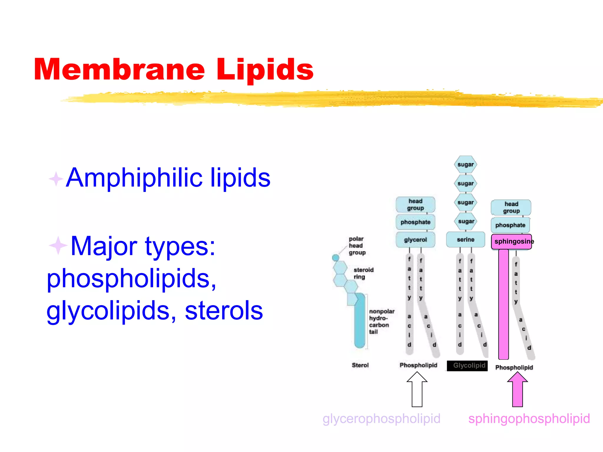 Lipid rafts an overview | PPTX