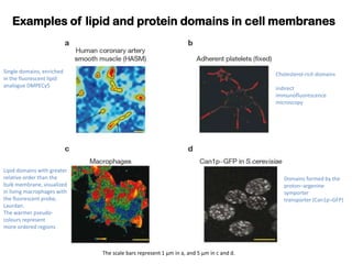 Lipid rafts in signal transduction | PPTX