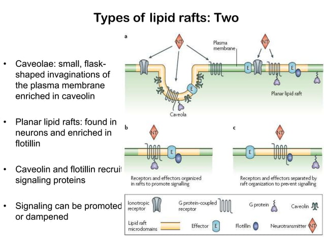 Lipid rafts in signal transduction | PPTX