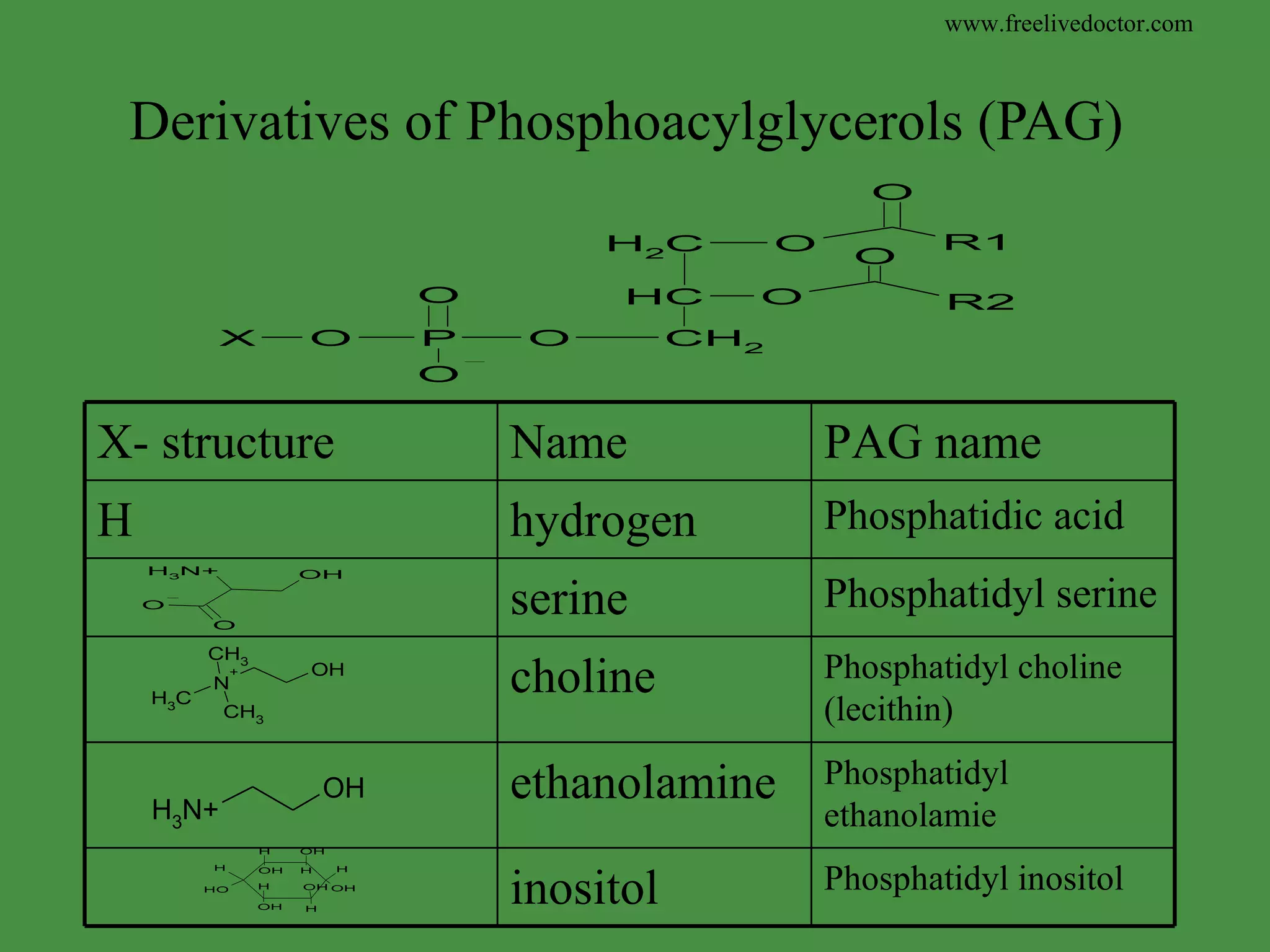 Lipids | PPT