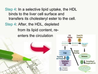Lipids | PPT