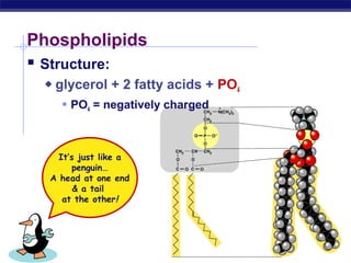 Lipids | PPT