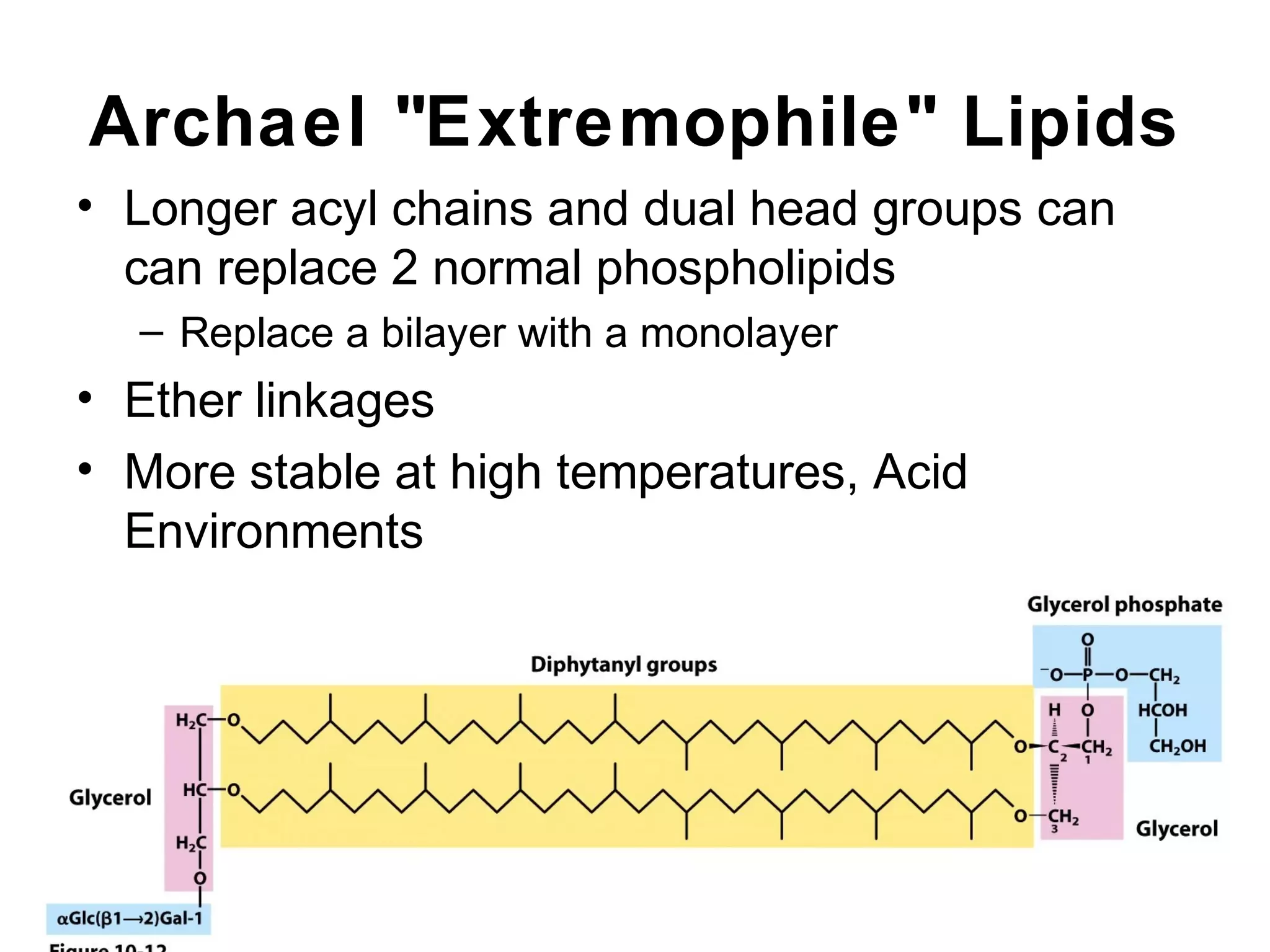 Lipids | PPT