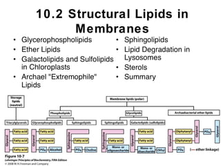 Lipids | PPT