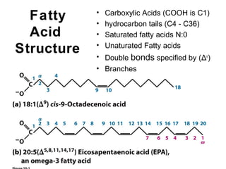 Lipids | PPT