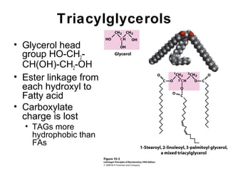 Lipids | PPT