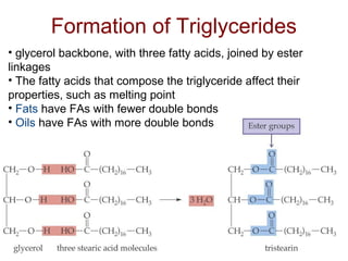 Lipids | PPT