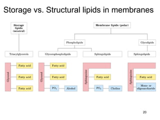 Lipids | PPT