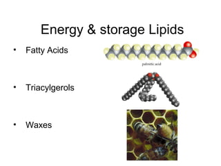 Lipids | PPT