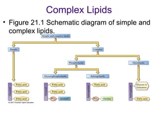 Simple Lipids Diagram