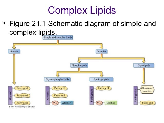 Simple Lipids Structure