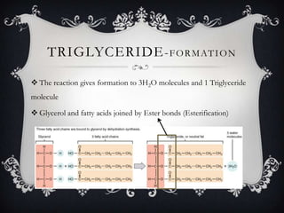 Lipids~ | PPTX