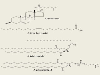 Lipids | PPT