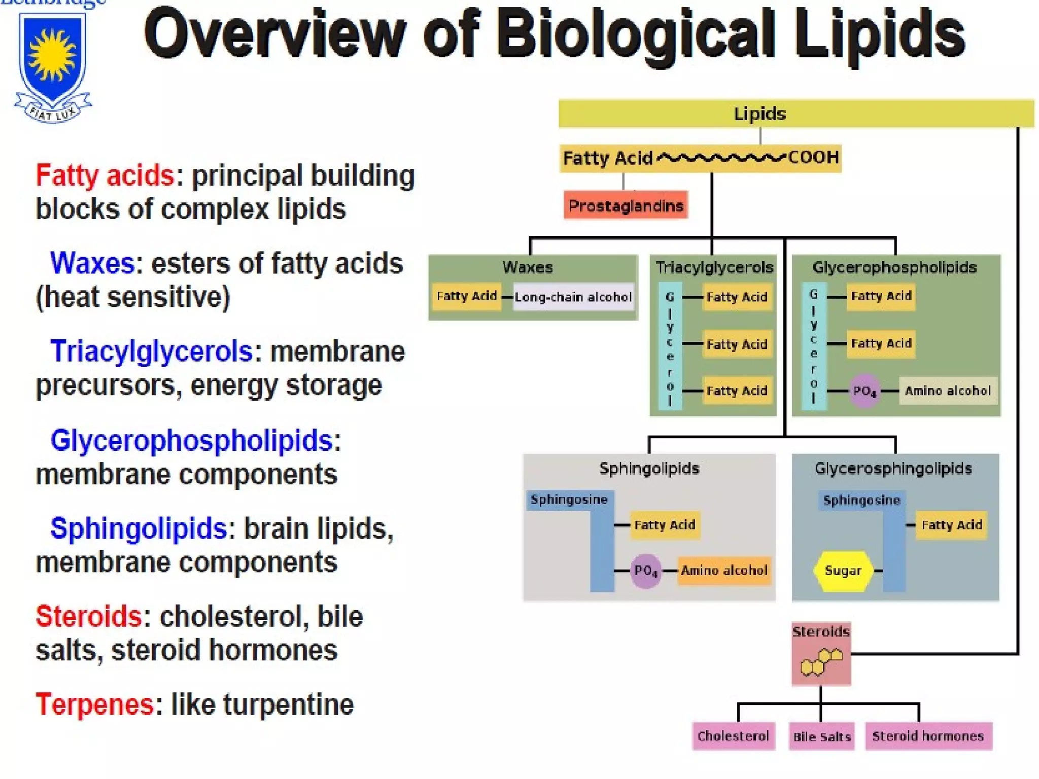 Lipids | PPT | Chemistry | Science