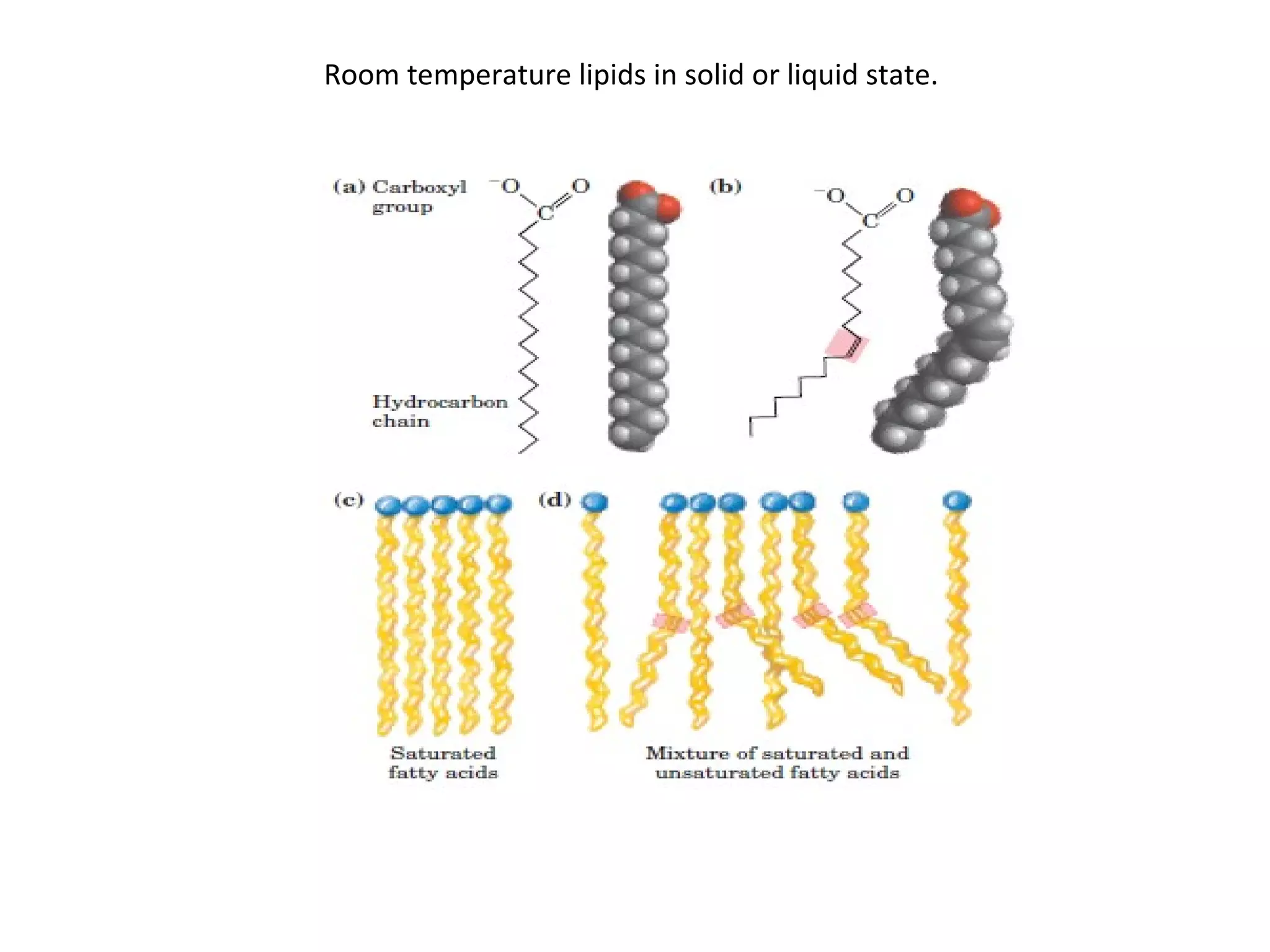 Lipids | PPT | Chemistry | Science