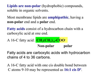 Lipids | PPT | Chemistry | Science