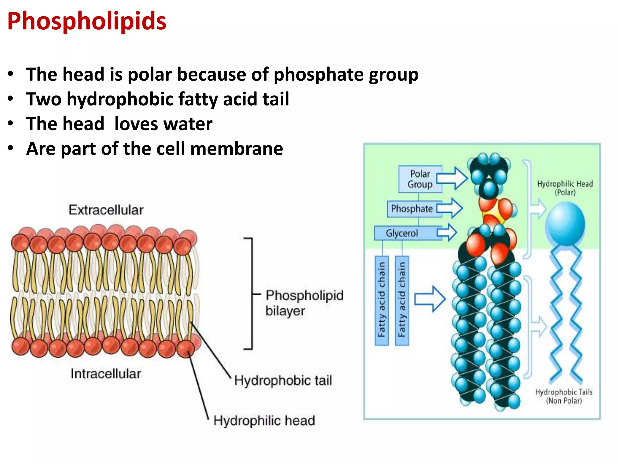 Lipids | PPTX