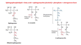 Lipids | PPT