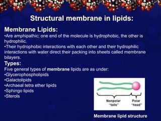 Lipids | PPTX
