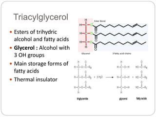 Lipids of physiologic significance | PPTX
