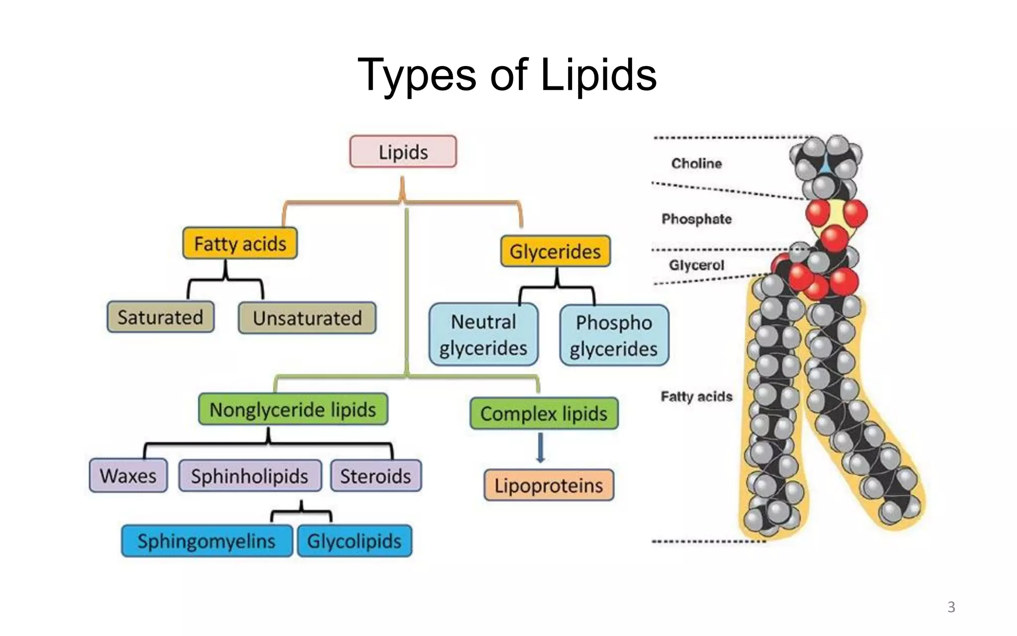 Lipids | PDF