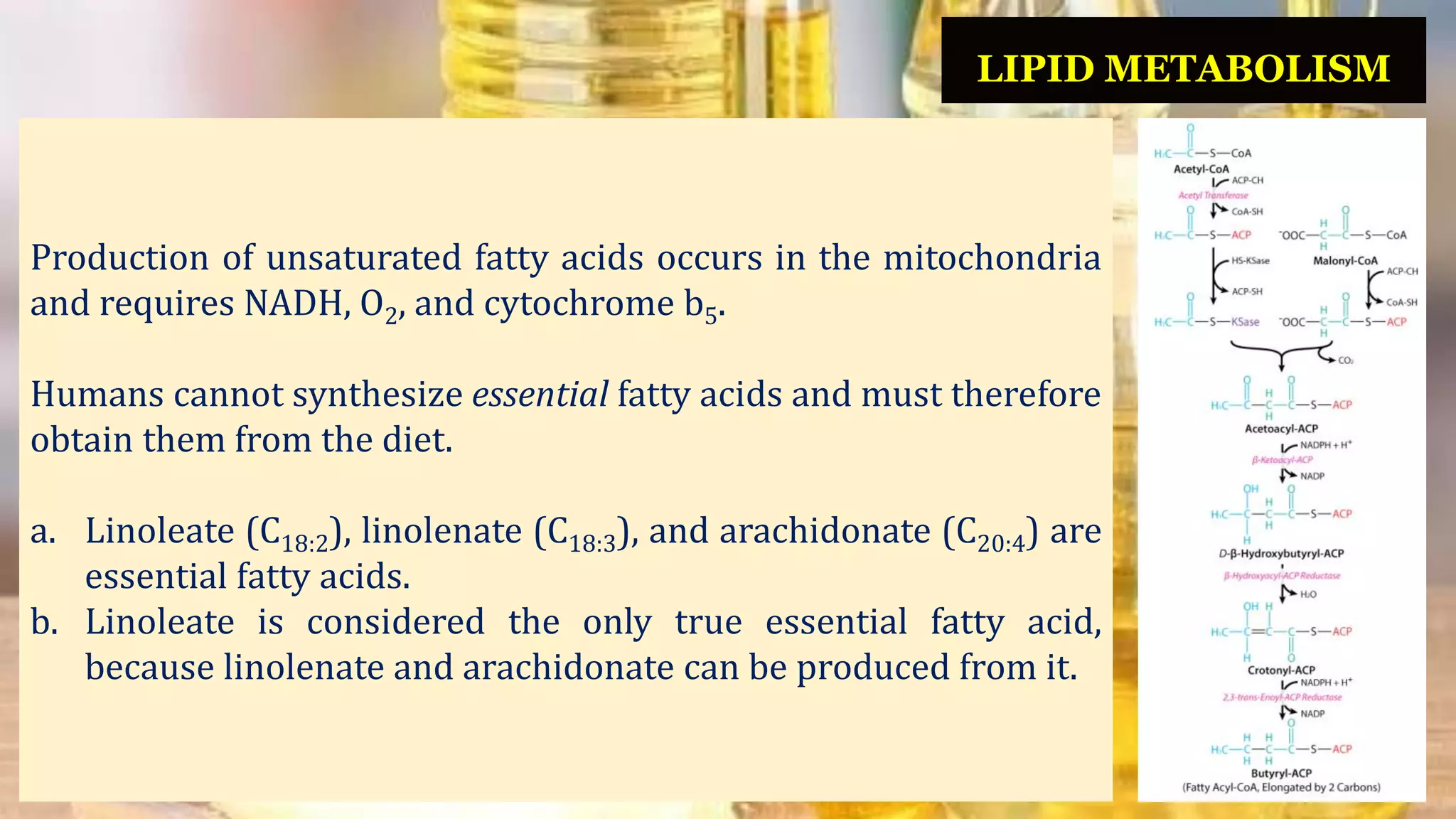 Lipids | PPT