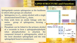 Lipids | PPT