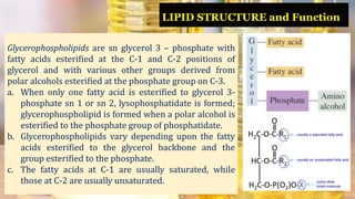 Lipids | PPT