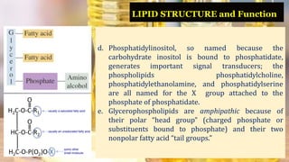 Lipids | PPT